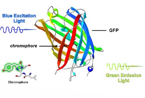 Fluoro Diving - Underwater Photography Guide