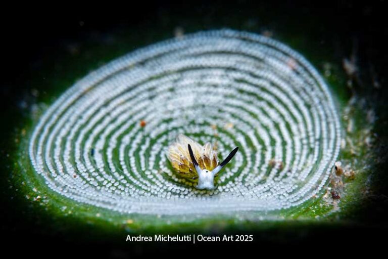 Ocean Art 2025 - 3rd Place Compact Macro - Underwater Photography Guide