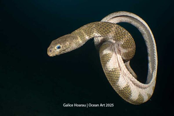 Ocean Art 2025 - 1st Place Portrait - Underwater Photography Guide